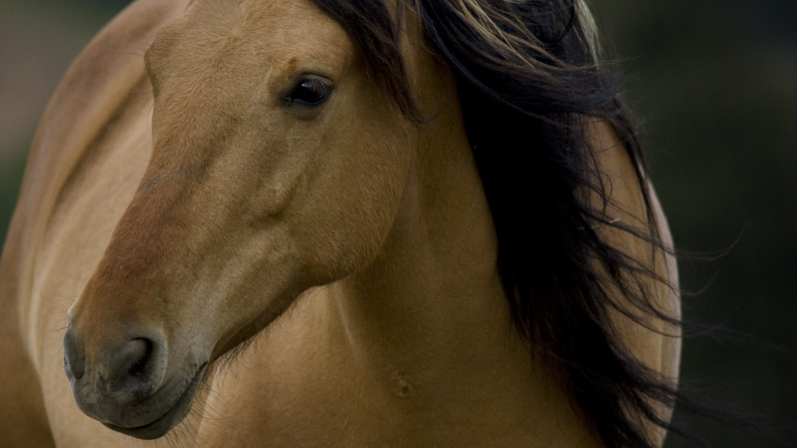 House Ag Committee passes Farm Bill without horse slaughter ban ...
