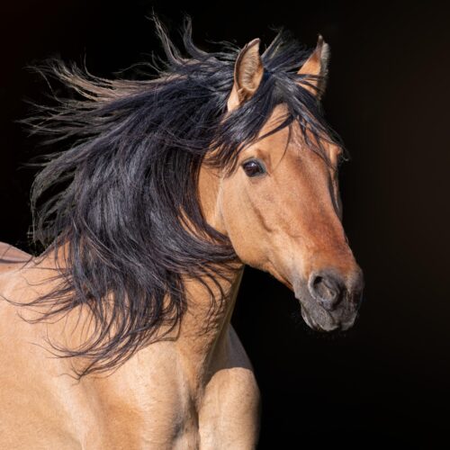 Spirit: An American Icon - Return to Freedom