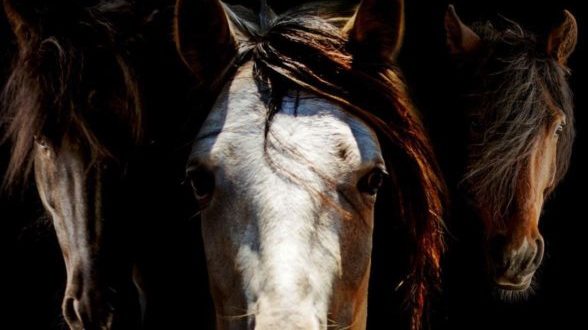Wild horse documentary featuring RTF airing on PBS - Return to Freedom